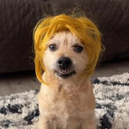 Rapapa (DIXIE) coin contract is ...