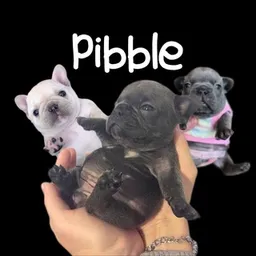 Pibble The Frenchie (PIBBLE) coin contract is ...
