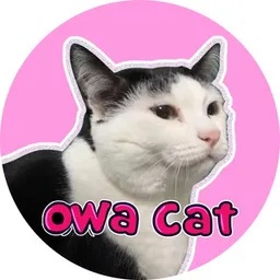 owa cat (OCAT) coin contract is ...